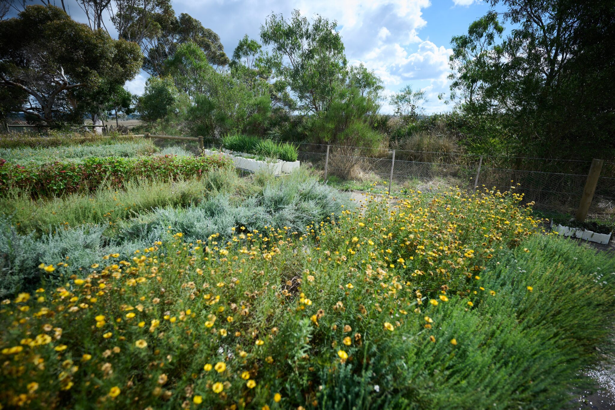 nugal biik plants and seeds - Whittlesea Community Connections